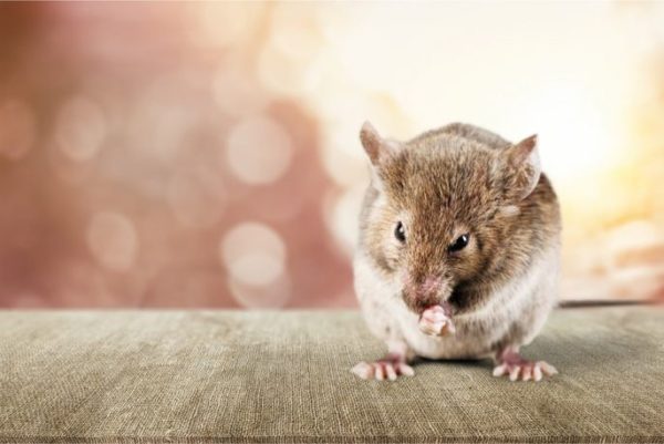 How to Deal With a Mouse Infestation – Pest Patch